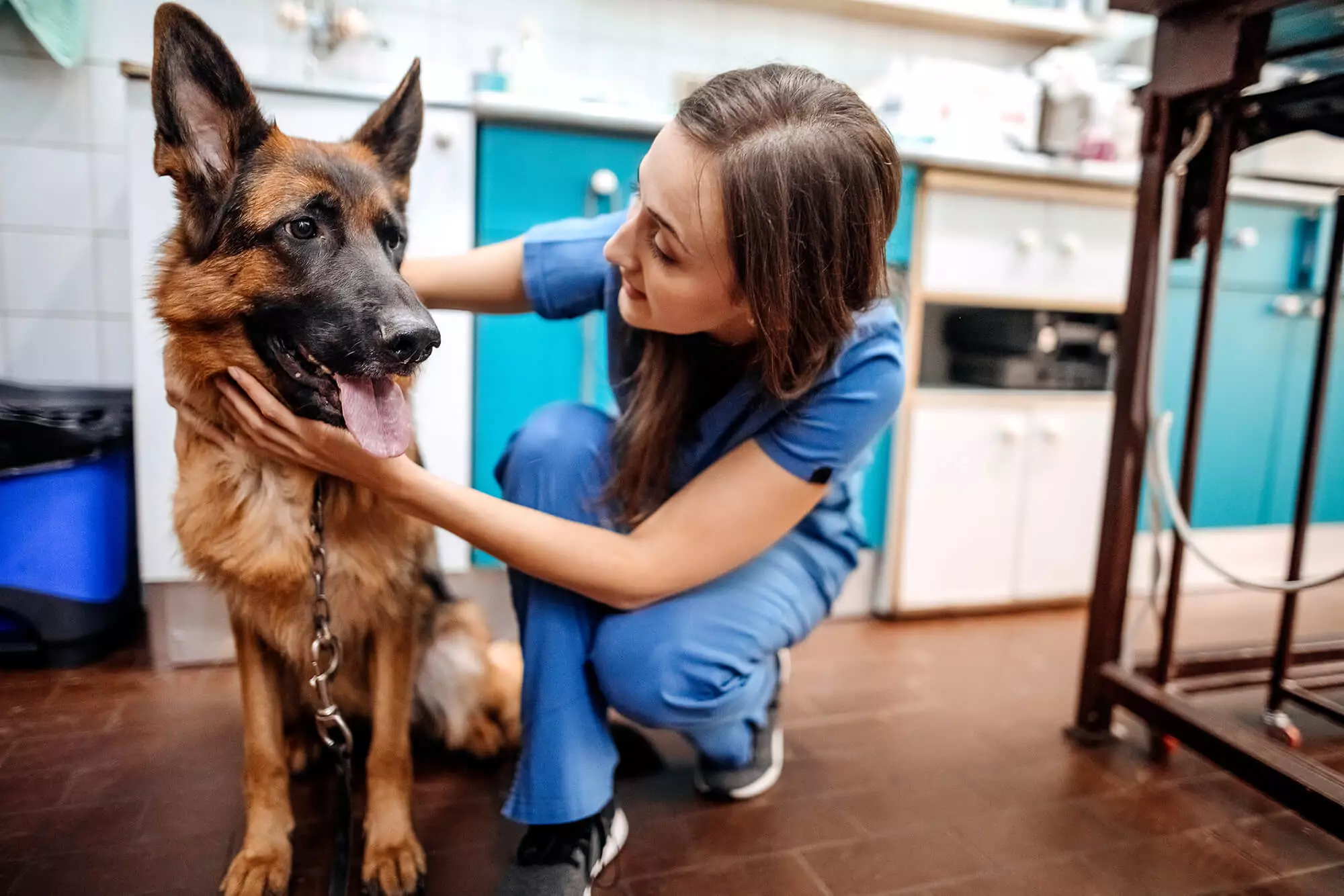 Cat & Dog Vaccinations in Asheville, NC | Partners Animal Hospital ...